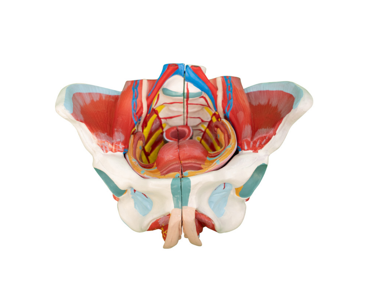 Pelvis Femenina con Piso Pélvico 4 partes – Manatomicos