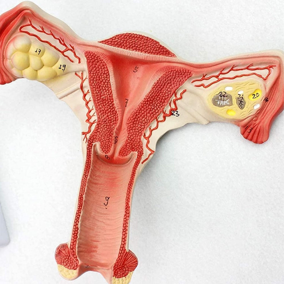 útero Organos Genitales Internos Femeninos Manatomicos