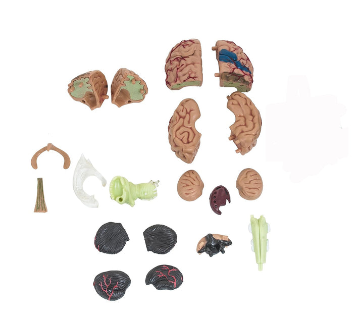 Cerebro Mini Desarmable 32 Partes - Modelo Anatómico de Alta Calidad ...