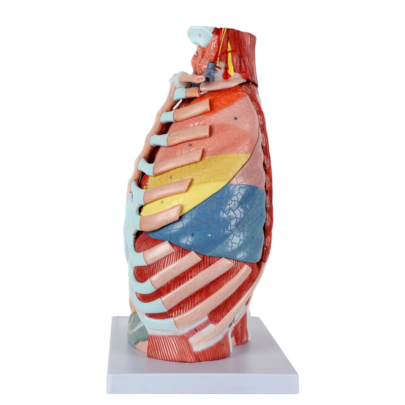 Modelo de Torso Anatómico Deluxe con Órganos Internos – Manatomicos