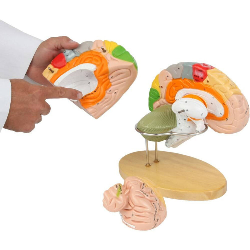Cerebro Desarmable Deluxe Color - Modelo Anatómico 4 Partes – Manatomicos