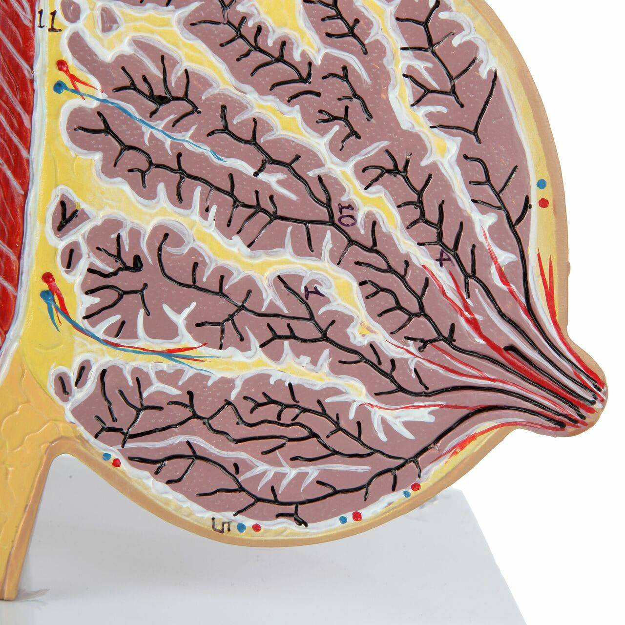 Modelo Anatómico de Glándula Mamaria en Mujer Lactante – Manatomicos