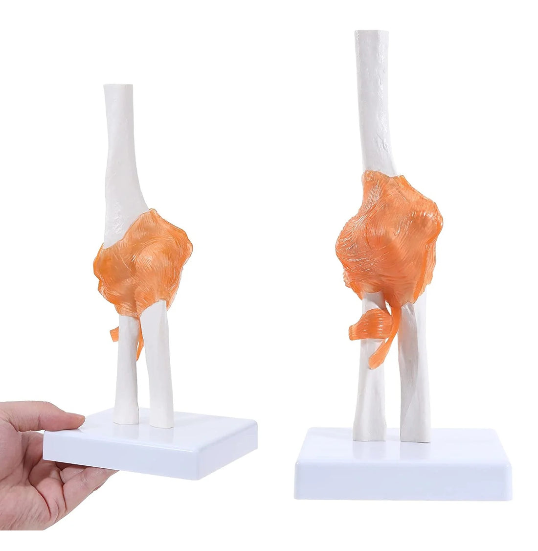 Codo Articulación con Ligamentos – Manatomicos