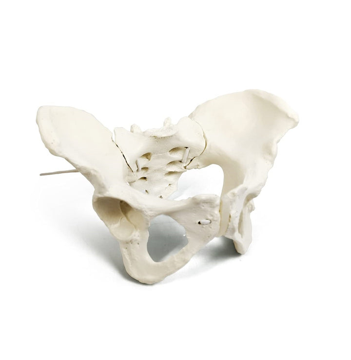 Pelvis y salud reproductiva – Manatomicos