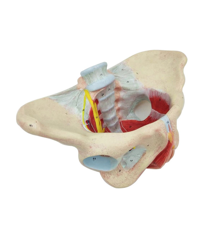 Pelvis y salud reproductiva – Manatomicos