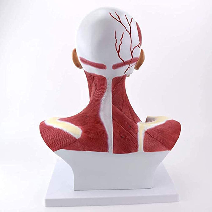 Modelo Músculos Cabeza y Cuello - Anatomía Humana – Manatomicos