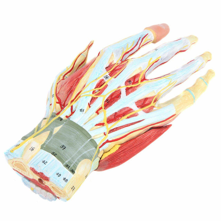 Modelo Anatómico de Mano: Estructura Detallada en 7 Partes – Manatomicos