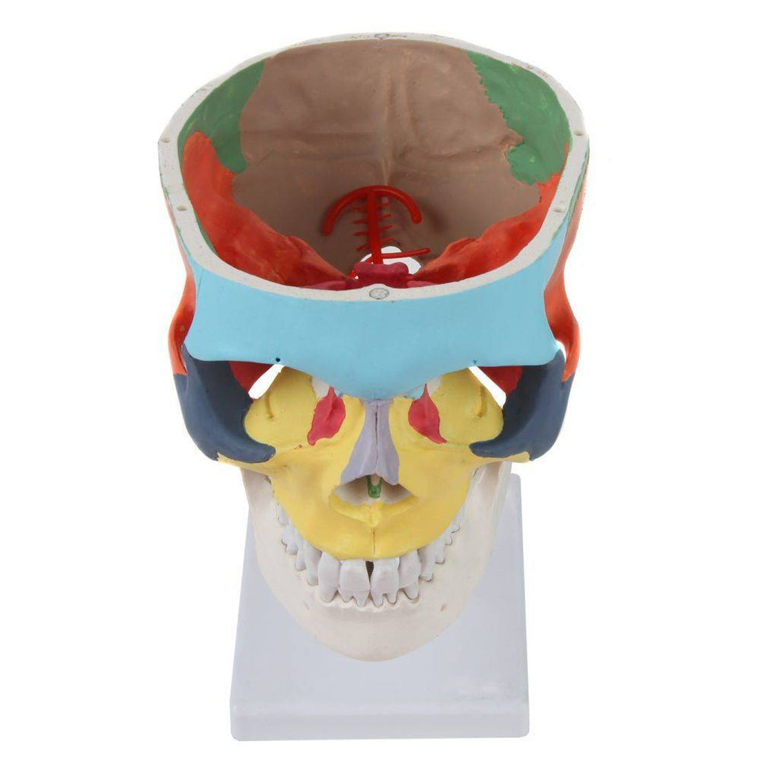 ráneo Humano a Color con Columna Cervical: Modelo Anatómico Detallado ...