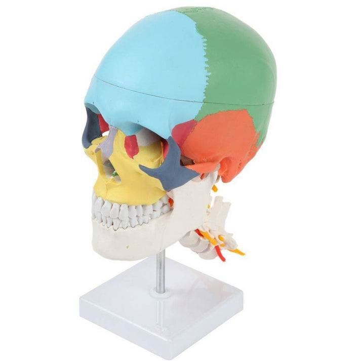 ráneo Humano a Color con Columna Cervical: Modelo Anatómico Detallado ...