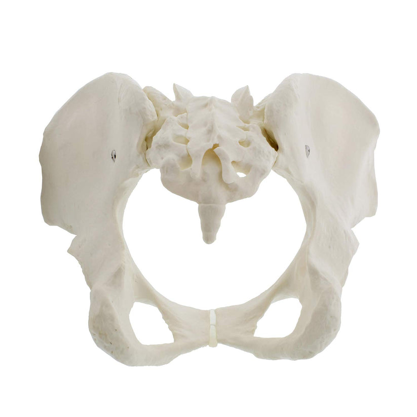Modelo Anatómico Óseo de Pelvis Femenina – Manatomicos